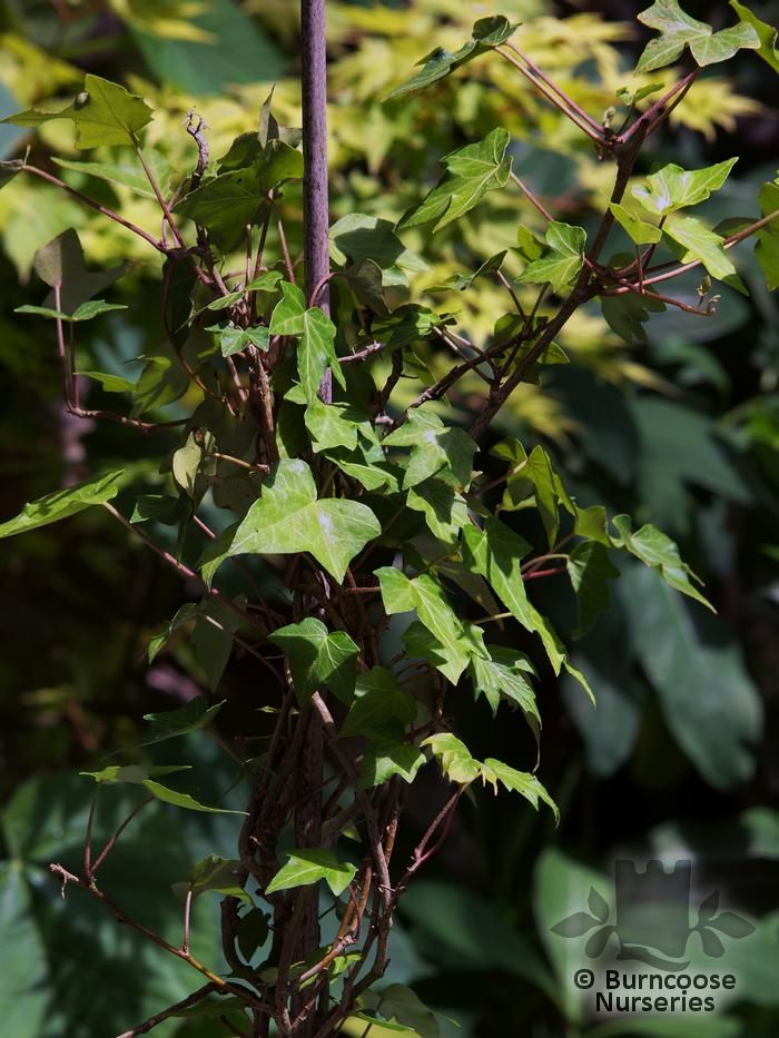 Hedera Helix 'Green Ripple' from Burncoose Nurseries