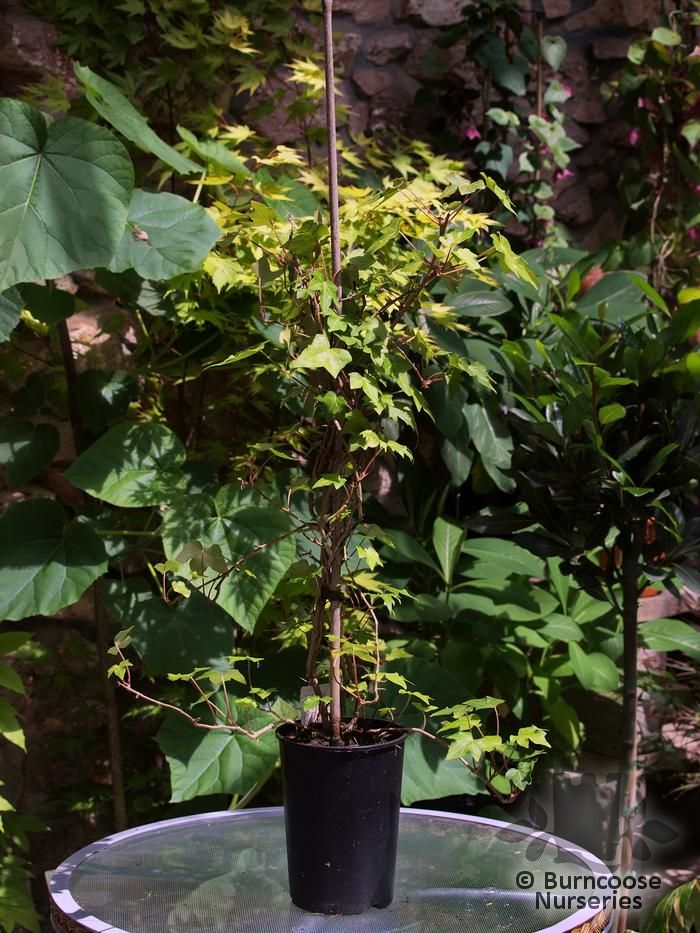 Hedera Helix 'Green Ripple' from Burncoose Nurseries