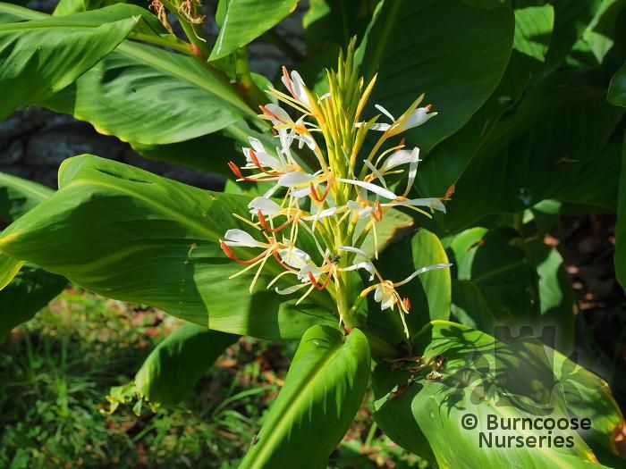 Hedychium from Burncoose Nurseries