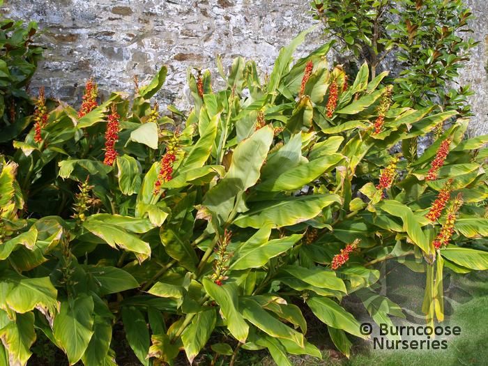 Hedychium from Burncoose Nurseries