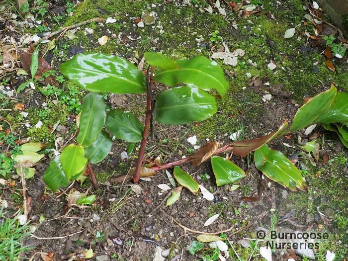 Hedychium Greenii from Burncoose Nurseries