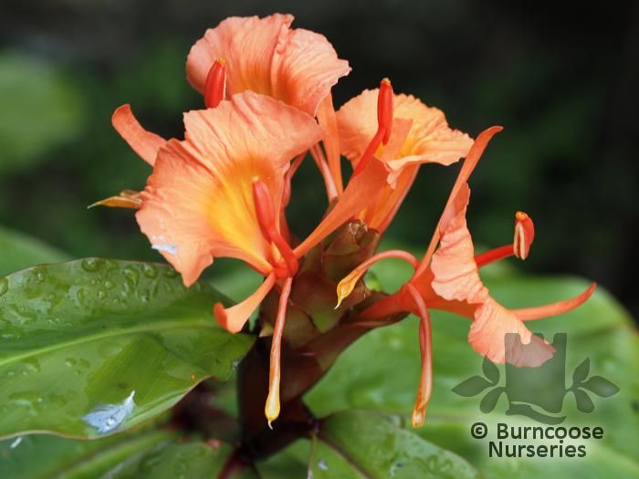 Hedychium Greenii from Burncoose Nurseries