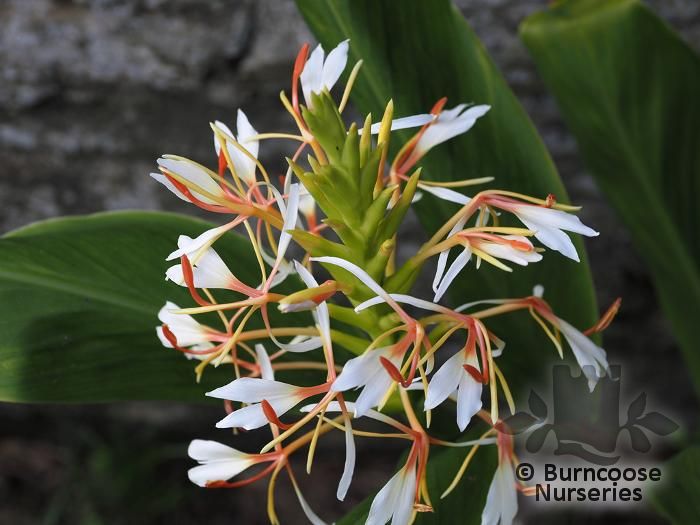 Hedychium Spicatum 'Liberty' from Burncoose Nurseries