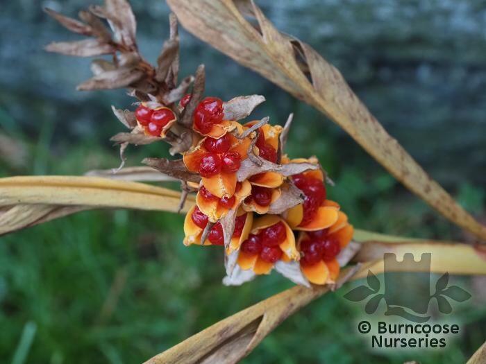 Hedychium Spicatum 'Liberty' from Burncoose Nurseries