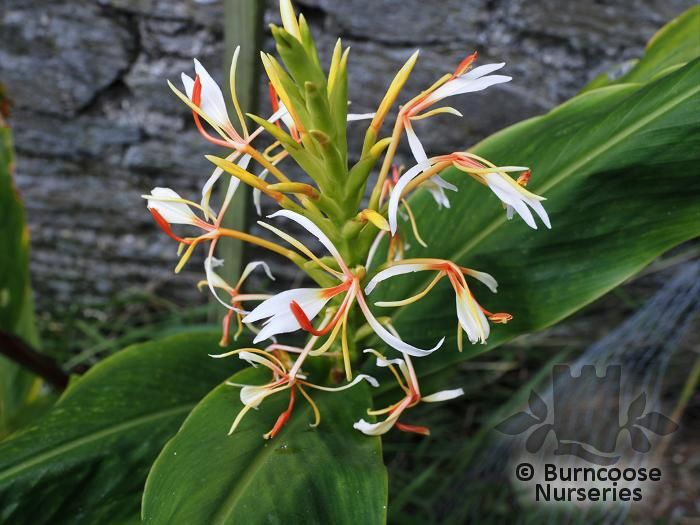 Hedychium Spicatum 'Liberty' from Burncoose Nurseries