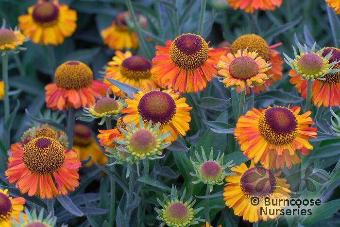 Helenium Autumnale 'Short And Sassy' from Burncoose Nurseries
