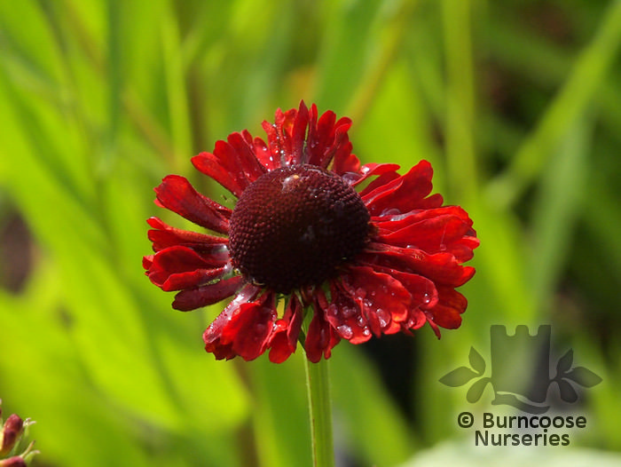 Helenium 'Ruby Tuesday' from Burncoose Nurseries