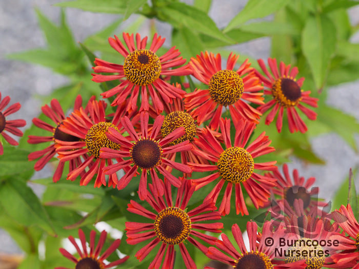 Helenium Autumnale 'Siesta' from Burncoose Nurseries