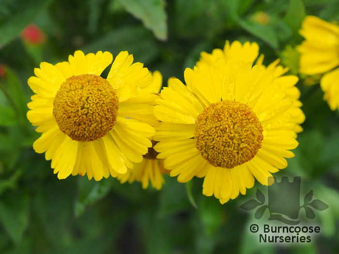 Helenium Autumnale 'Sombrero' from Burncoose Nurseries