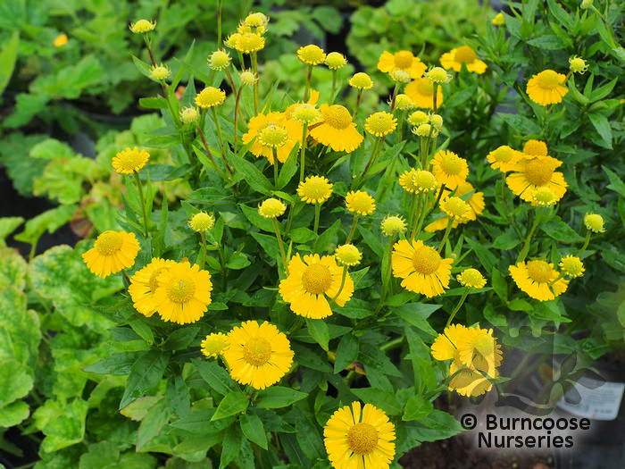 Helenium Autumnale 'Sombrero' from Burncoose Nurseries