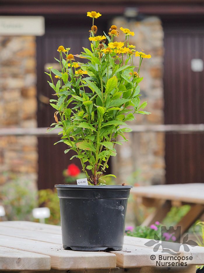 Helenium Autumnale 'Sombrero' from Burncoose Nurseries