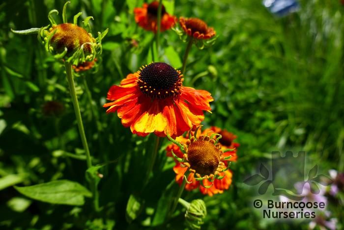 Helenium 'Waltraut' from Burncoose Nurseries
