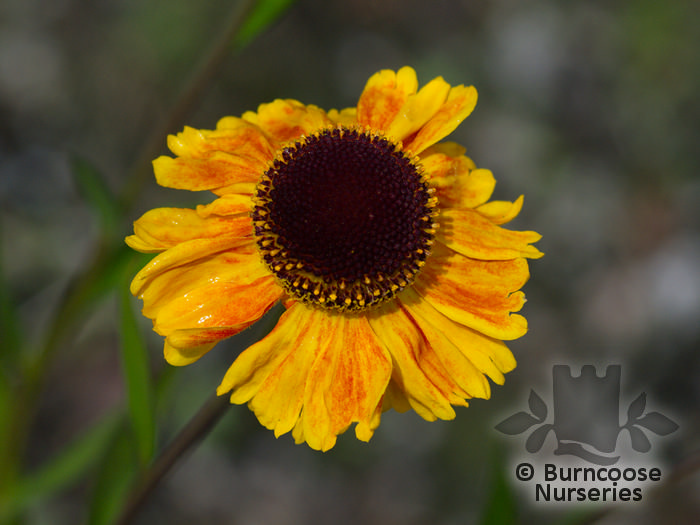 Helenium from Burncoose Nurseries