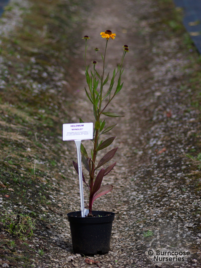 Helenium 'Wyndley' from Burncoose Nurseries