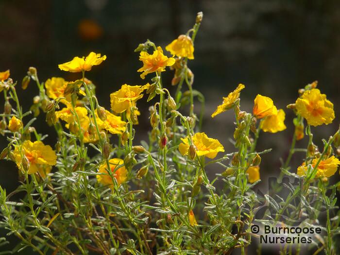 Helianthemum from Burncoose Nurseries