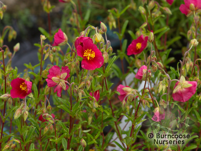 Helianthemum 'Ben Ledi' from Burncoose Nurseries