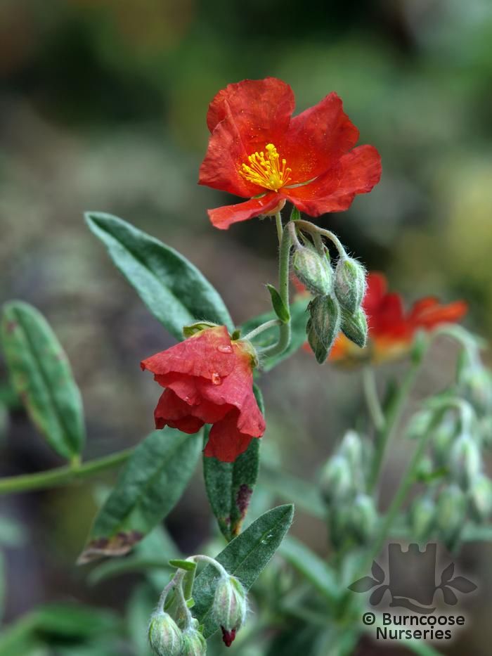 Helianthemum 'Ben More' from Burncoose Nurseries