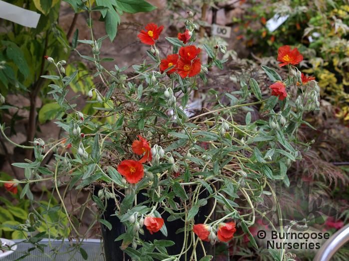 Helianthemum 'Ben More' from Burncoose Nurseries