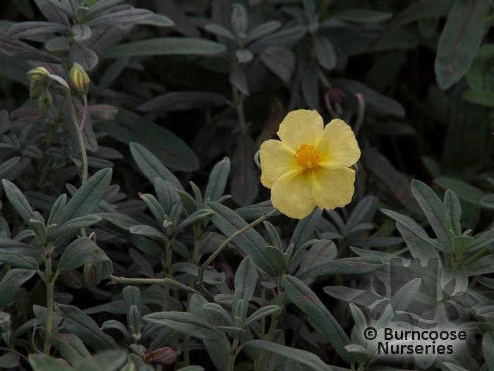 Helianthemum 'Wisley Primrose' from Burncoose Nurseries