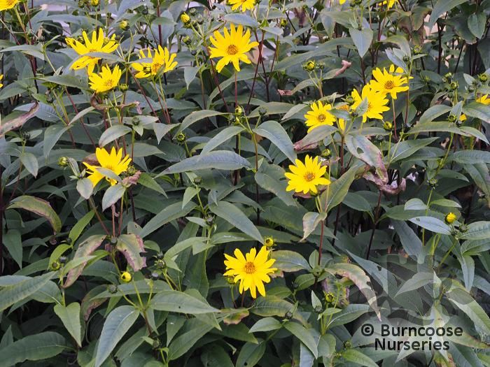 Helianthus 'Lemon Queen' from Burncoose Nurseries