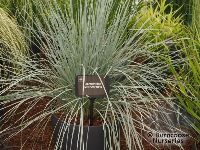 Helictotrichon Sempervirens from Burncoose Nurseries