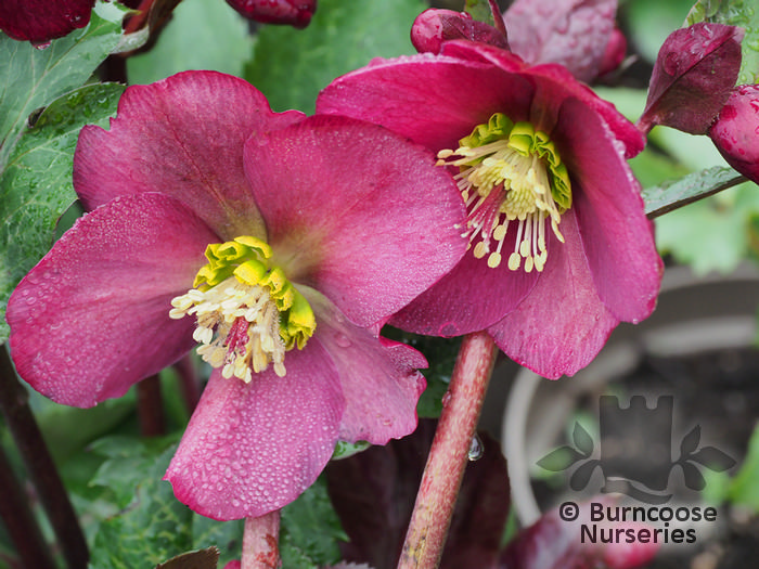 Helleborus 'Anna'S Red' from Burncoose Nurseries