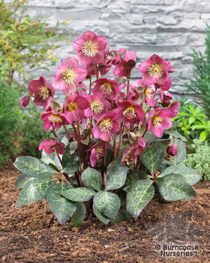 Helleborus 'Anna'S Red' from Burncoose Nurseries