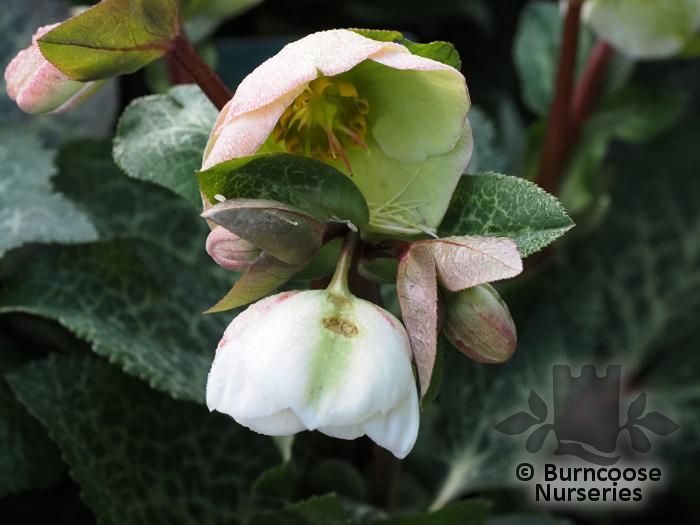 Helleborus 'Moondance' from Burncoose Nurseries