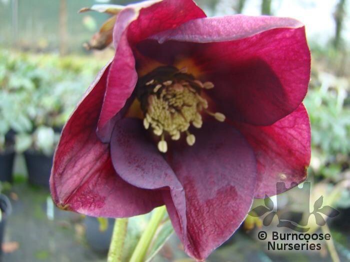Helleborus Orientalis 'Blue Lady' from Burncoose Nurseries