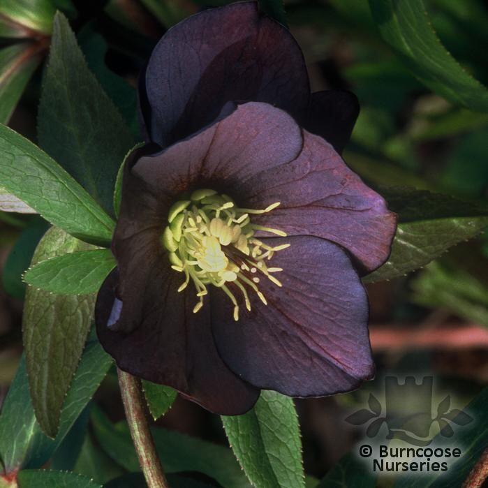 Helleborus Orientalis 'Blue Lady' from Burncoose Nurseries