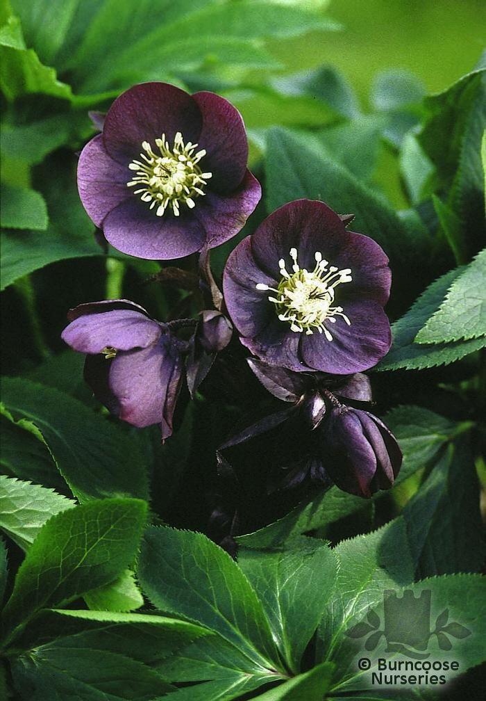 Helleborus Orientalis 'Blue Lady' from Burncoose Nurseries