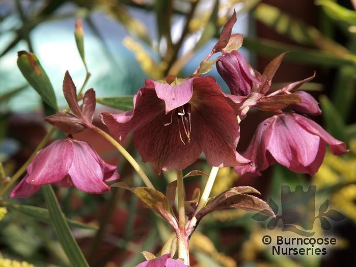 Helleborus Orientalis 'Red Lady' from Burncoose Nurseries