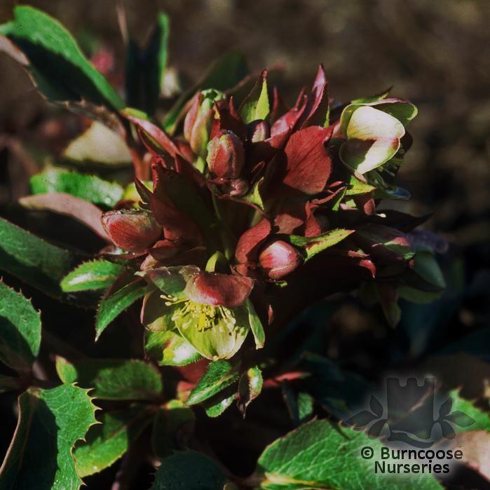Helleborus X Sternii from Burncoose Nurseries