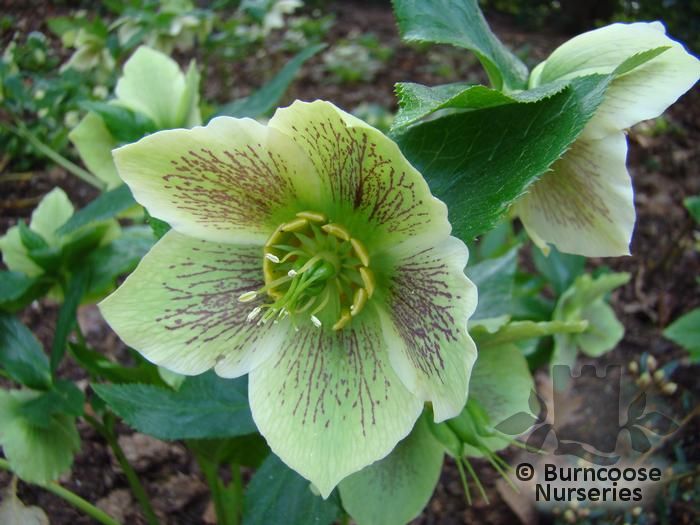 Helleborus Orientalis 'Yellow Lady' from Burncoose Nurseries