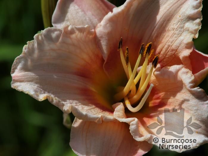 Buy Hemerocallis plants from Burncoose Nurseries