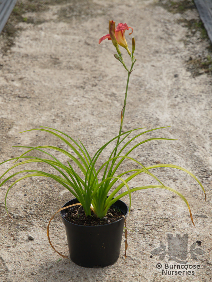 Hemerocallis 'Pink Damask' from Burncoose Nurseries