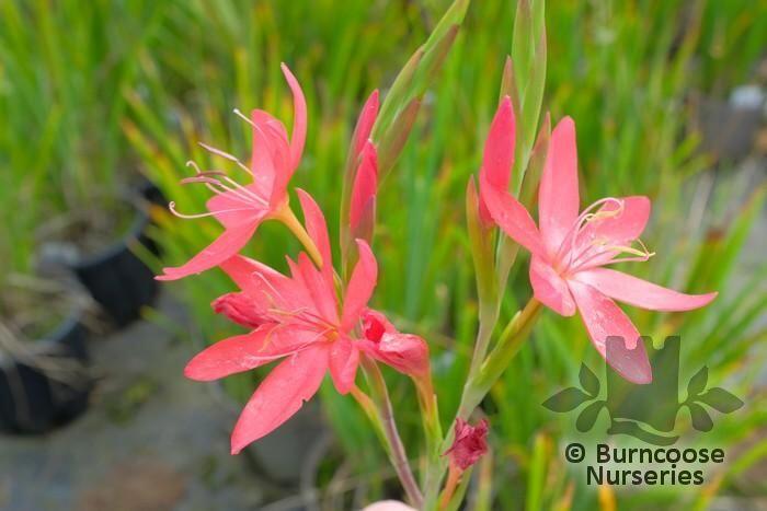 Hesperantha from Burncoose Nurseries