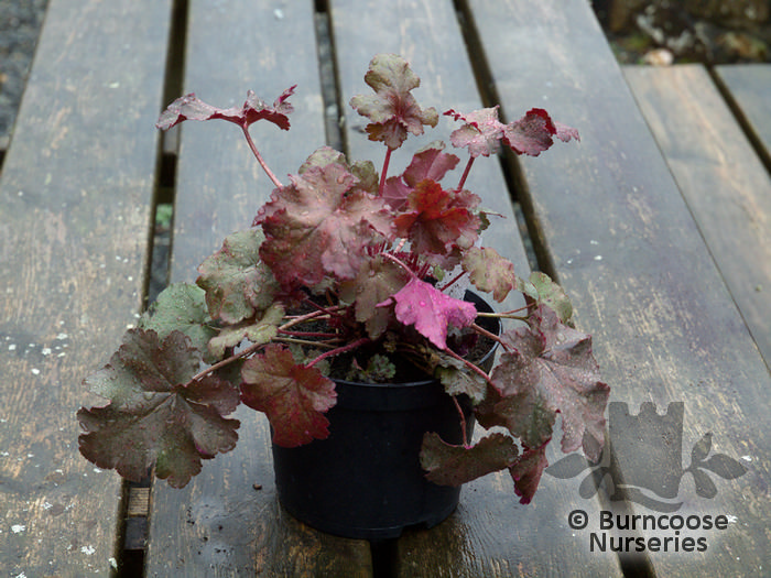 Heuchera 'Chocolate Ruffles' from Burncoose Nurseries