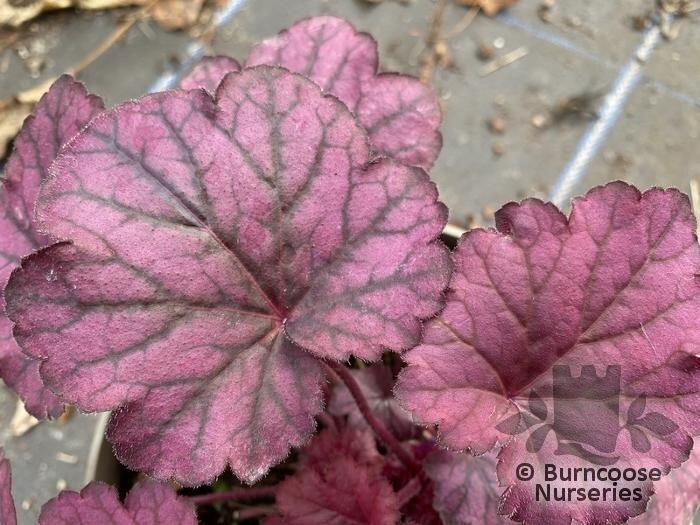 Heuchera 'Wild Rose' from Burncoose Nurseries