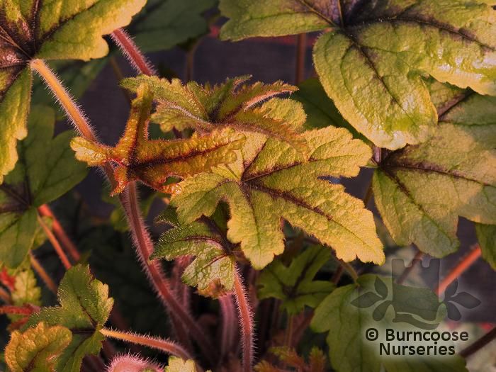 X Heucherella from Burncoose Nurseries