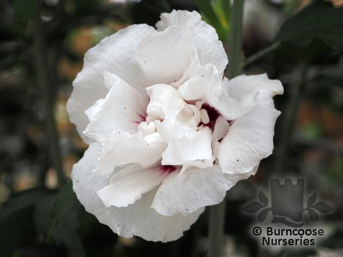 Hibiscus Syriacus 'China Chiffon' from Burncoose Nurseries