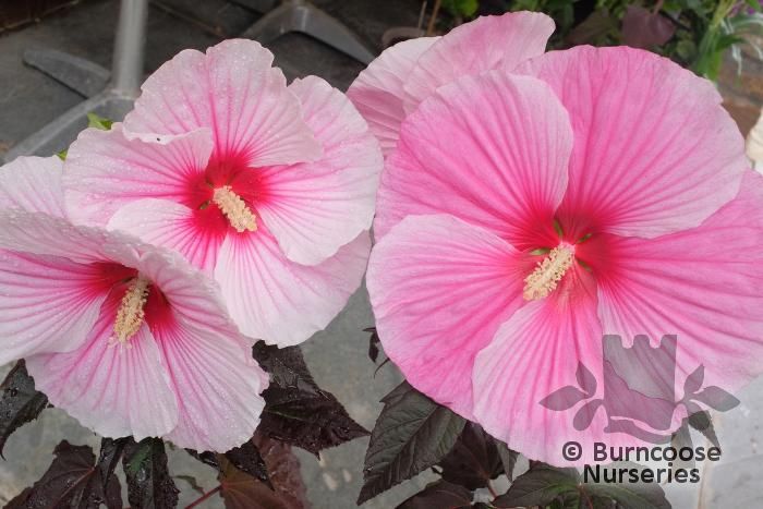 Hibiscus Moscheutos 'Starry Starry Night' from Burncoose Nurseries
