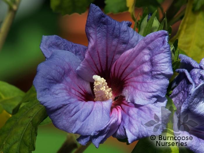 Hibiscus Syriacus 'Blue Bird' from Burncoose Nurseries