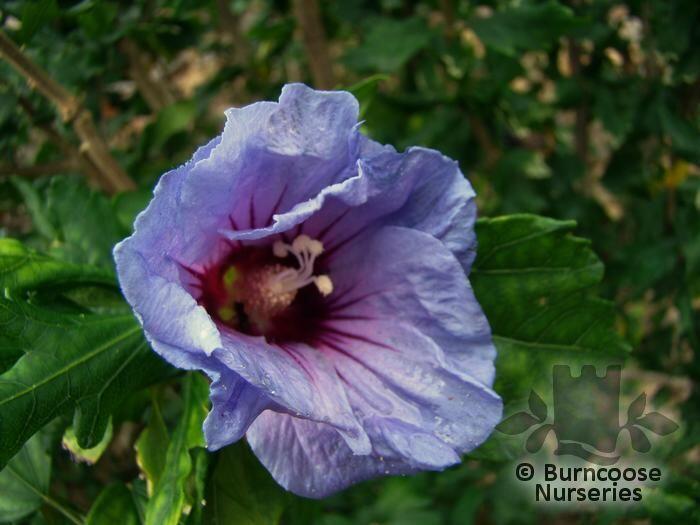Hibiscus Syriacus 'Blue Bird' from Burncoose Nurseries