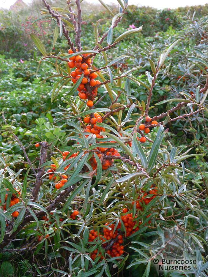 Hippophae Rhamnoides 'Leikora' from Burncoose Nurseries