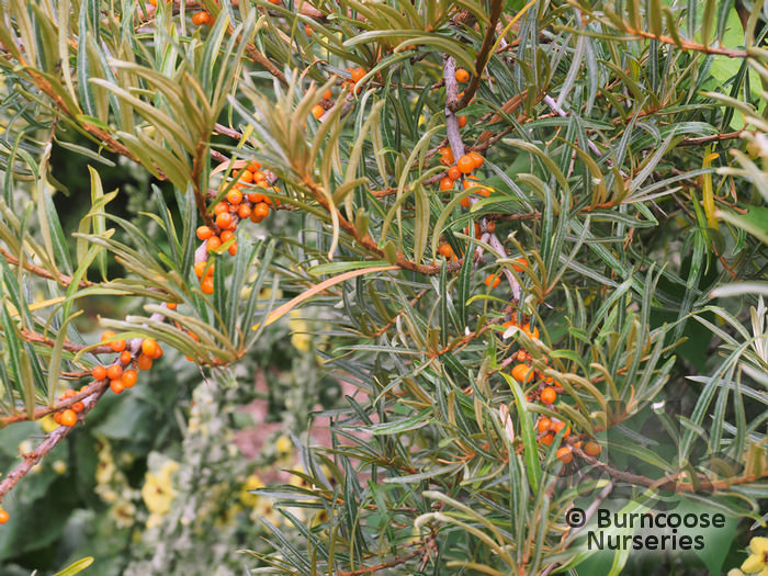 Hippophae Rhamnoides 'Leikora' from Burncoose Nurseries