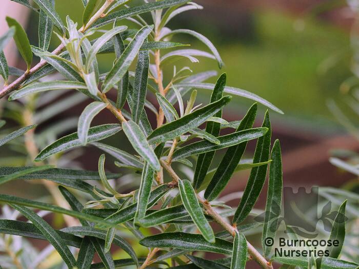 Hippophae Rhamnoides 'Pollmix' from Burncoose Nurseries