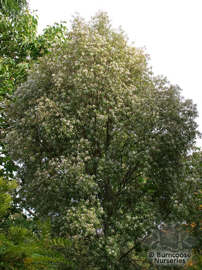 Hoheria Angustifolia from Burncoose Nurseries