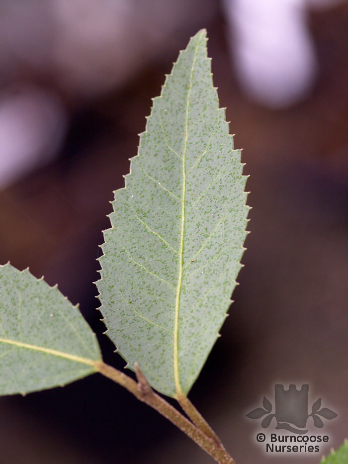 Hoheria Sexstylosa from Burncoose Nurseries