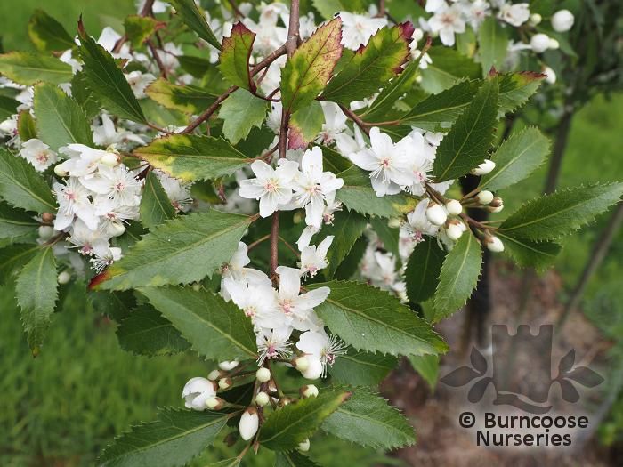 Hoheria Sexstylosa 'Crataegifolia' from Burncoose Nurseries